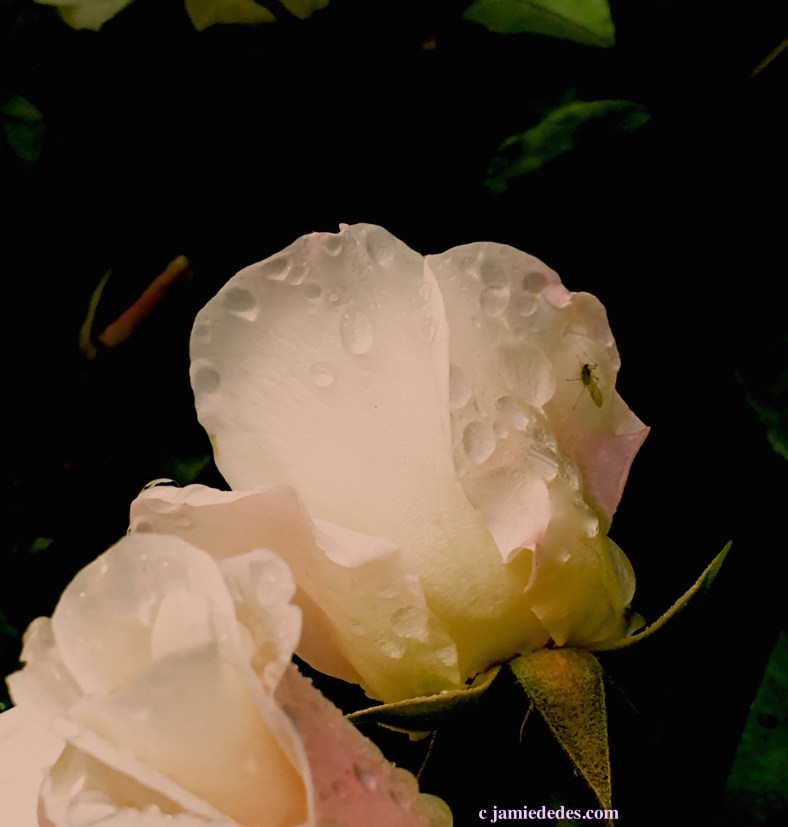 For Poetry Month: Meaning and Pleasure featuring Michael Dickel and ...