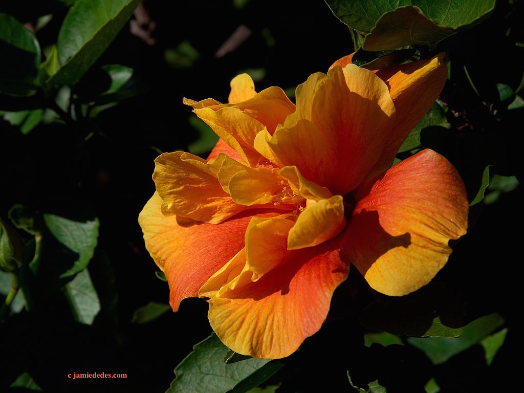 Inspiration for a Sunday – The Artist’s Creed: “You are here to co ...