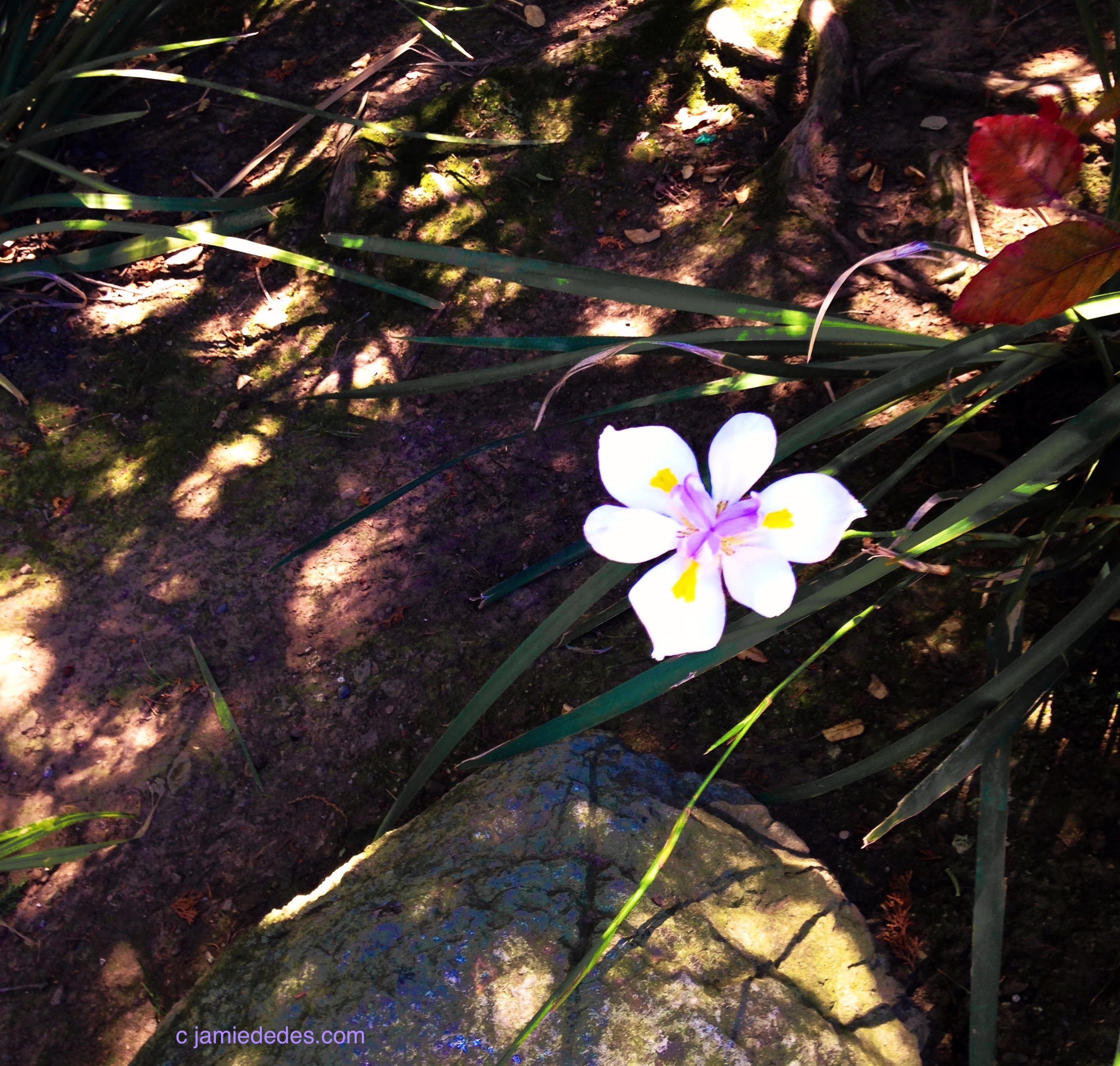 I’M NOT DONE YET … AND OTHER RESPONSES TO THE LAST WEDNESDAY WRITING ...